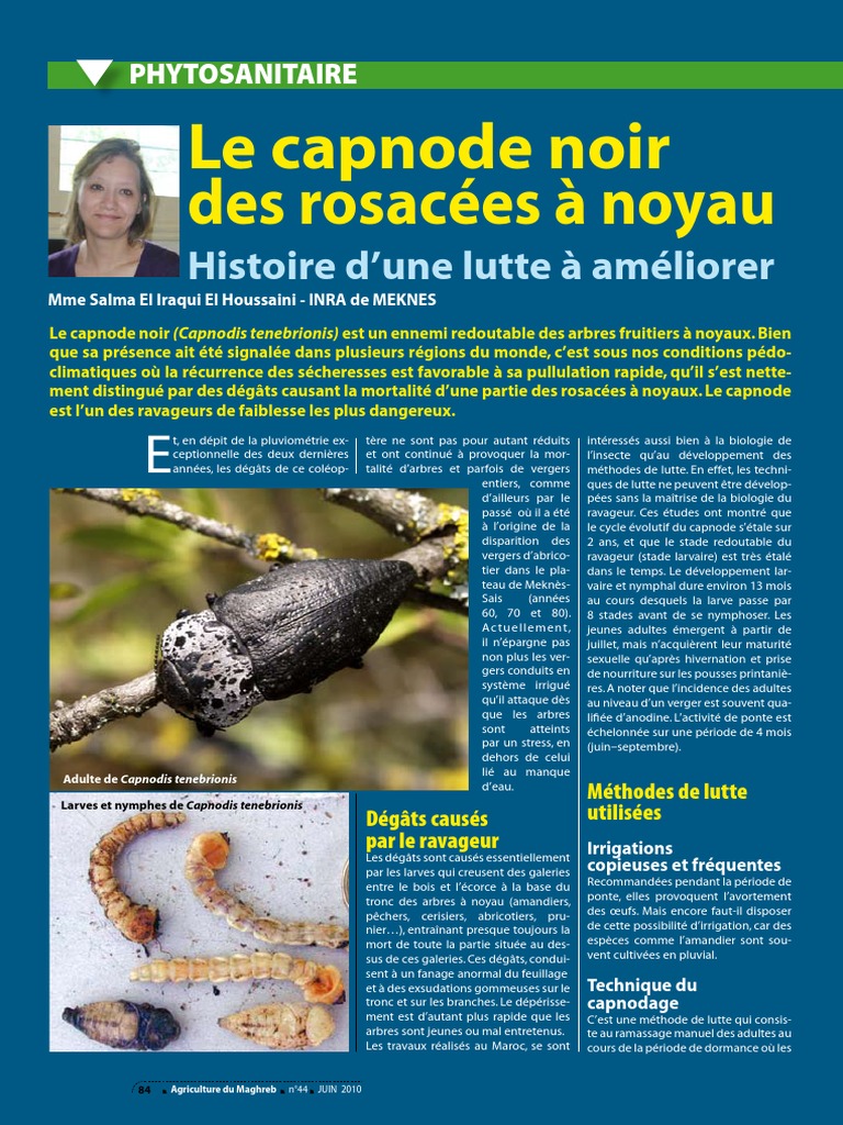 Lutte contre le capnode du cerisier | PDF