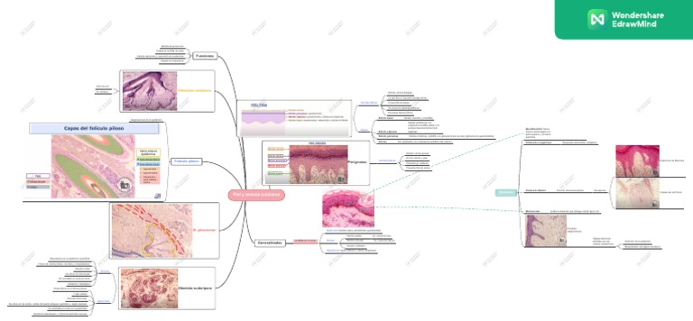 Piel Completo Pdf Piel Epidermis
