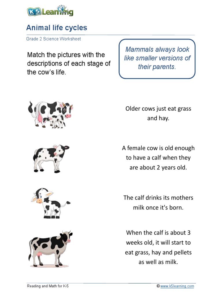 Grade 2 Animal Life Cycle Cow | PDF