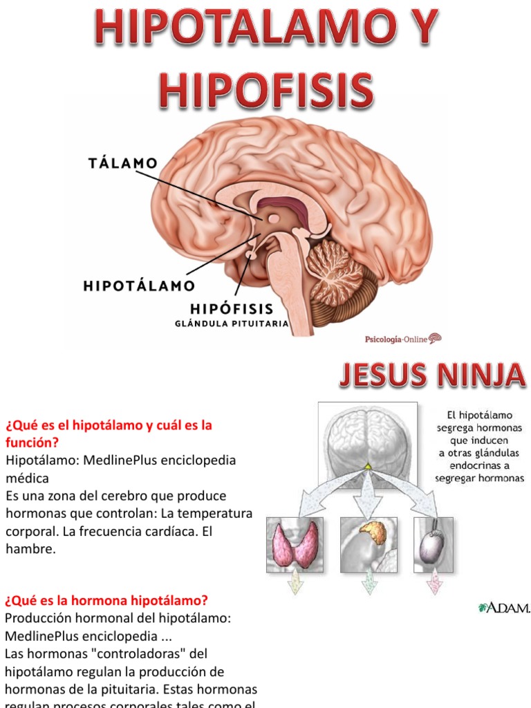 Hipotalamo y Hipofisis | PDF