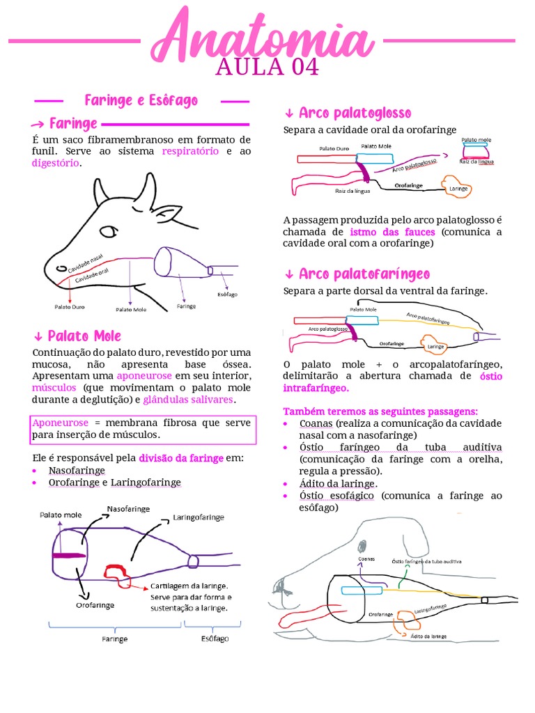 RESUMO ANATOMIA II 04 - FARINGE E ESÔFAGO | PDF | Esôfago | Boca