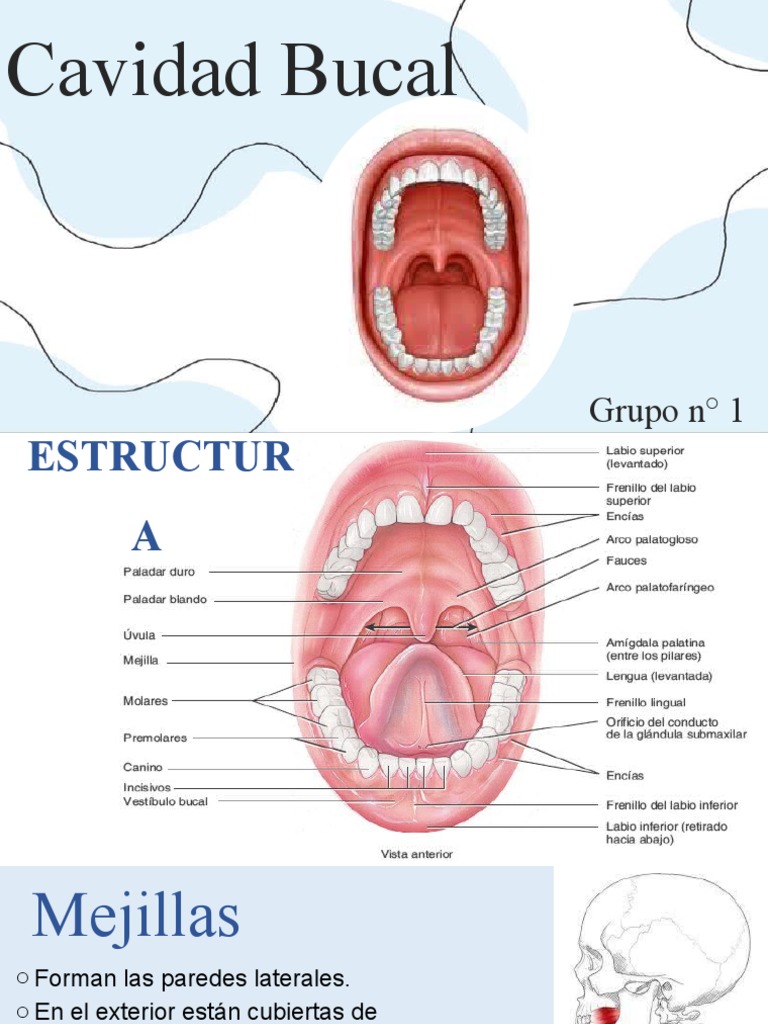 TP - Cavidad Bucal - GRUPO 1 | PDF | Boca | Lengua