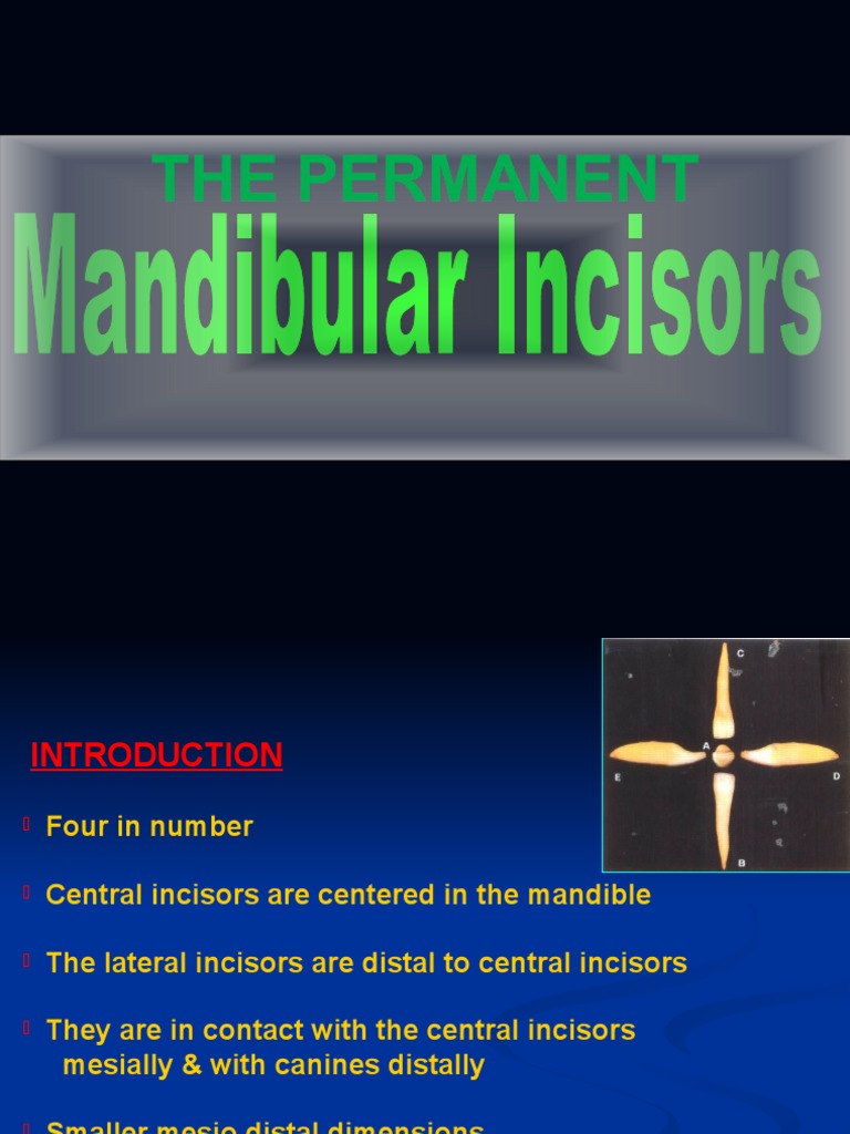 Mandibular Incisors Anatomy Guide | PDF