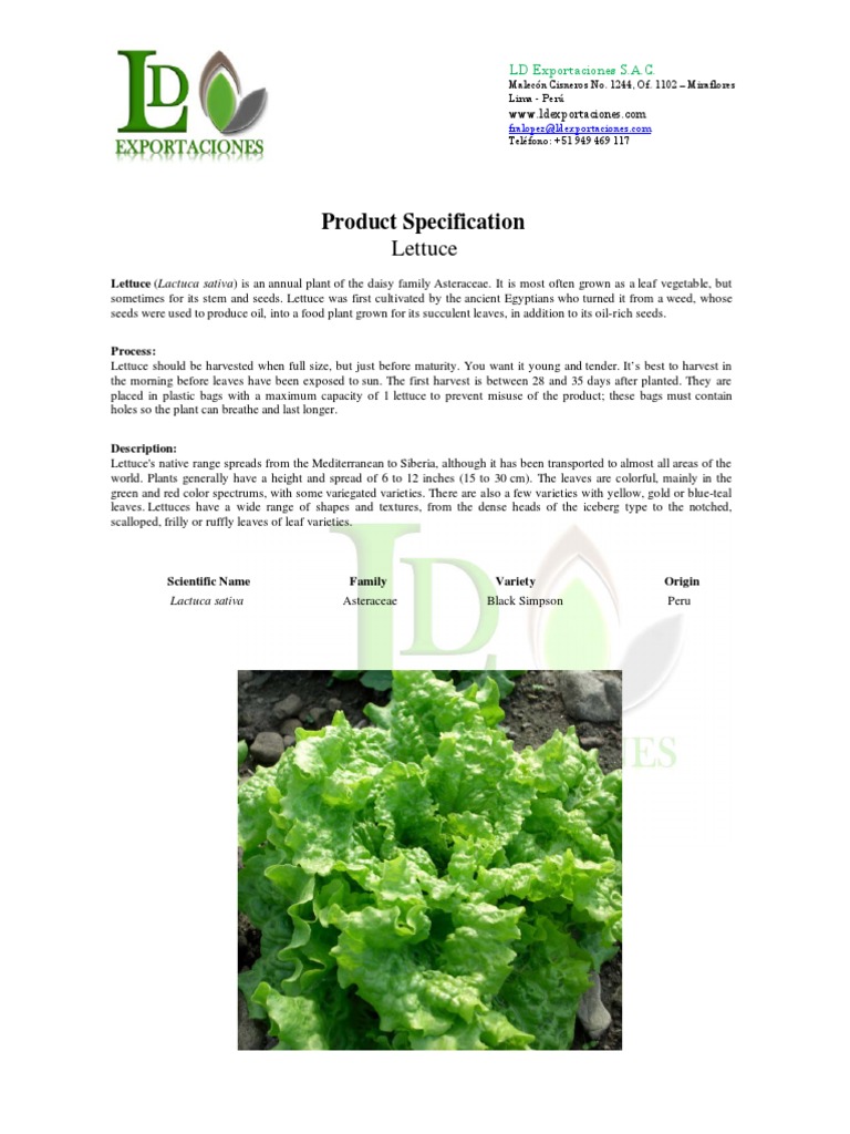 Product Specification Lettuce | PDF