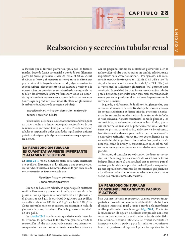 Reabsorción y secreción tubular renal | PDF