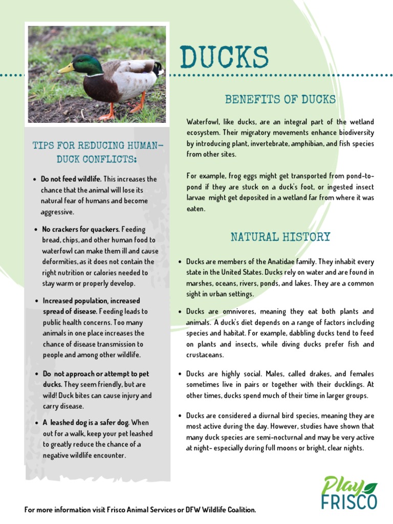 Duck Fact Sheet - 202103301529070018 | PDF | Duck | Wildlife