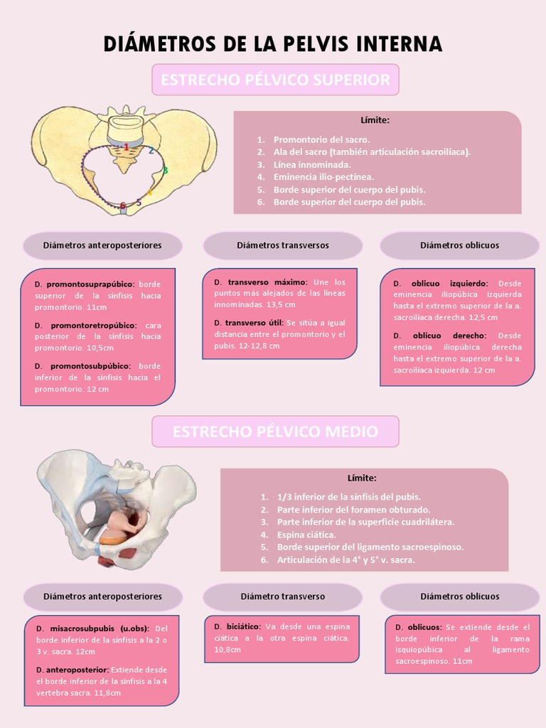 Pelvimetria Interna y Externa | PDF | Pelvis | Anatomía humana