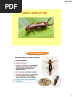 Estructura y Tipos de Patas de Insectos | PDF | Insectos | Artrópodos