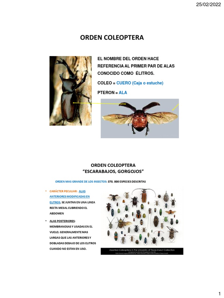 Coleoptera | PDF