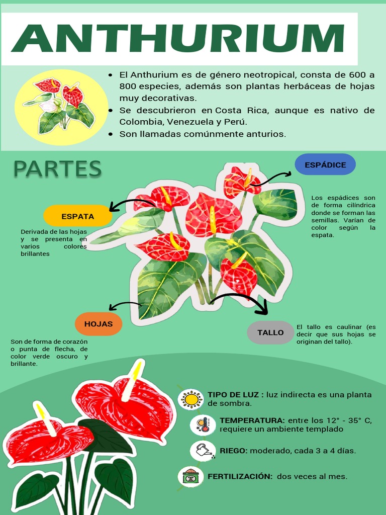 ANTURIO | PDF