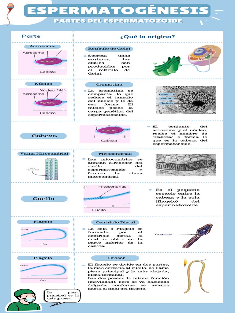Partes del Espermatozoide Desglosadas | PDF