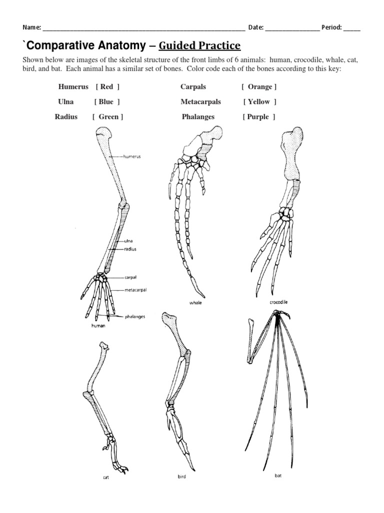 Comparative Anatomy | PDF | Evolution | Homology (Biology)