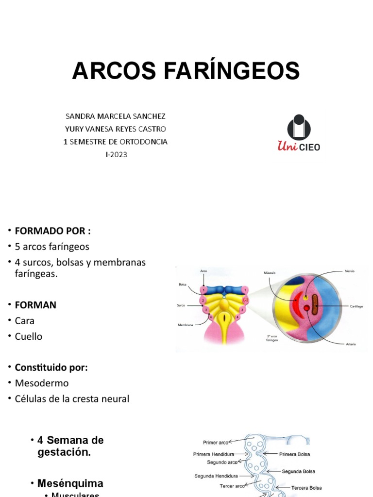 Arcos Faringeos | PDF