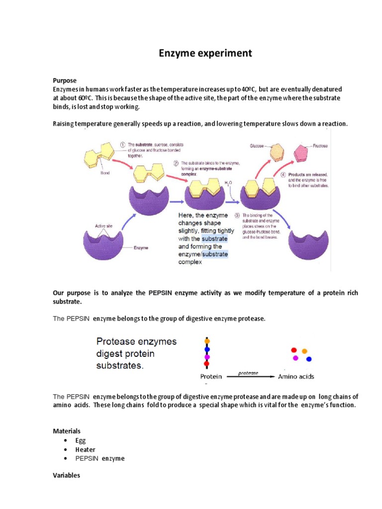 Enzymes Conclusion | PDF | Enzyme | Proteins