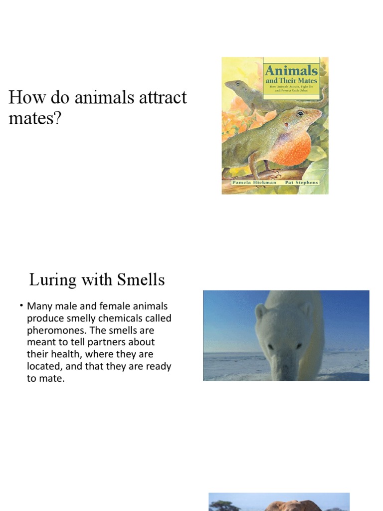 How Do Animals Attract Mates | PDF