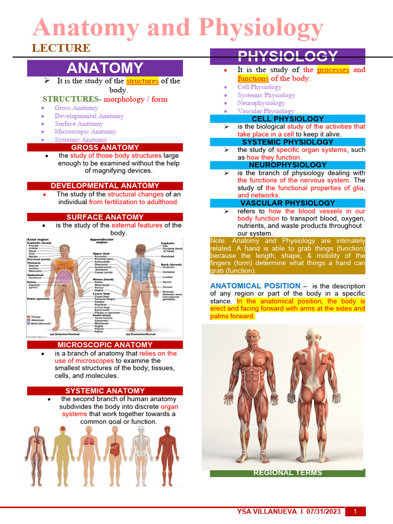 Anatomy and Physiology Transes Reviewer | PDF | Epithelium | Anatomical ...