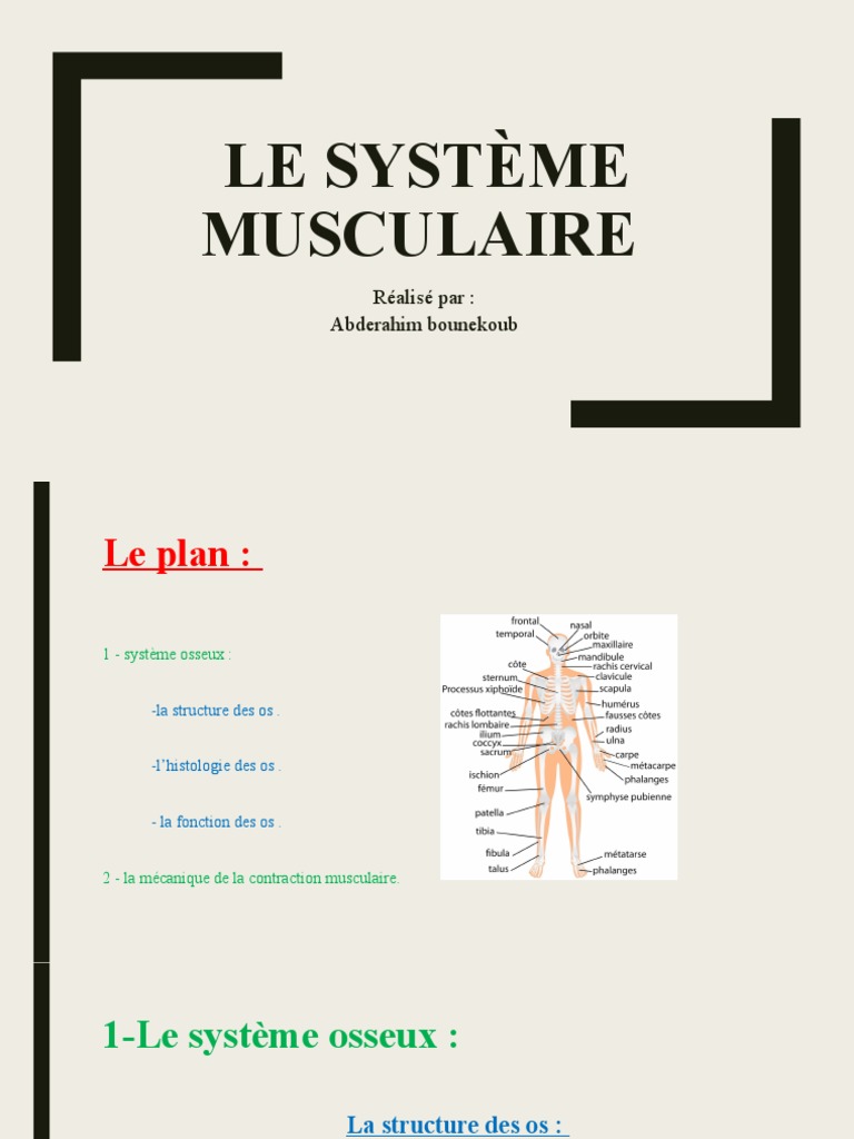 Système Musculaire | PDF