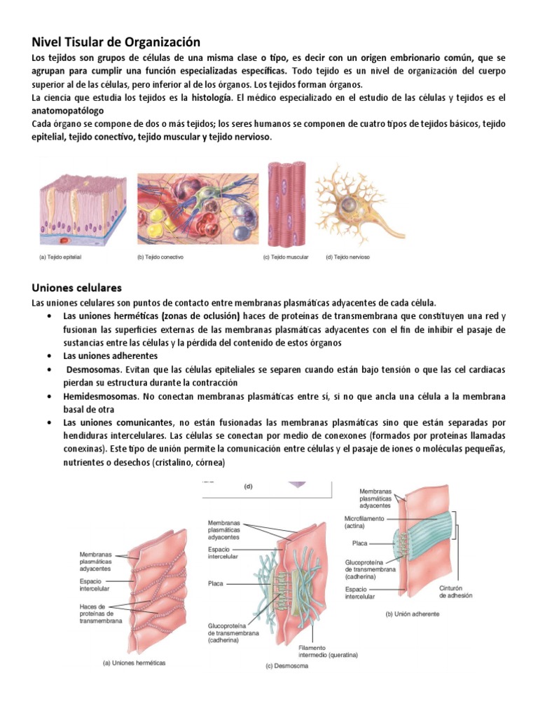 8 Nivel Tisular de Organización | PDF