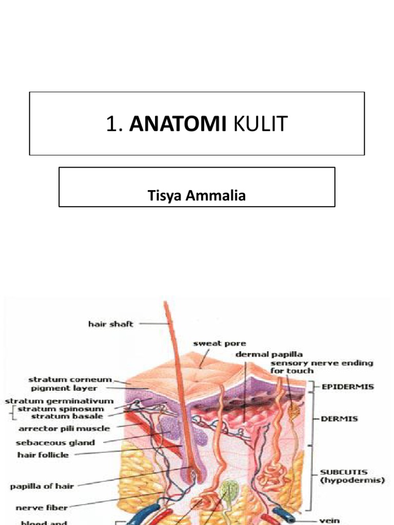 Anatomi Kulit | PDF