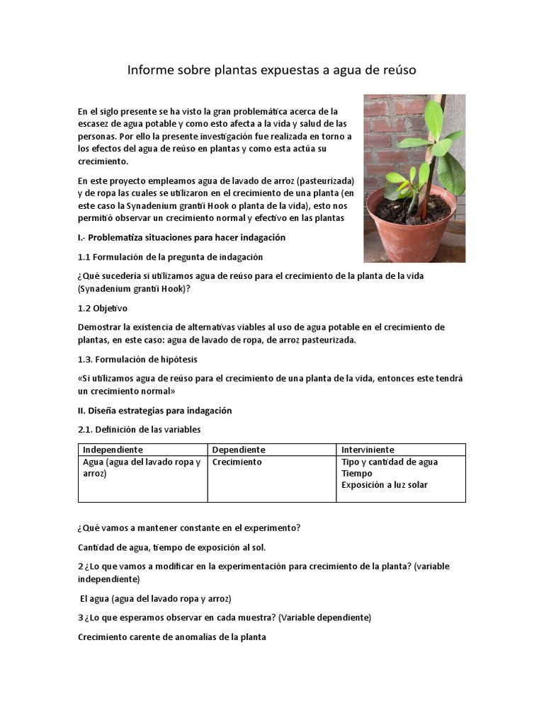 Informe Plantas | PDF