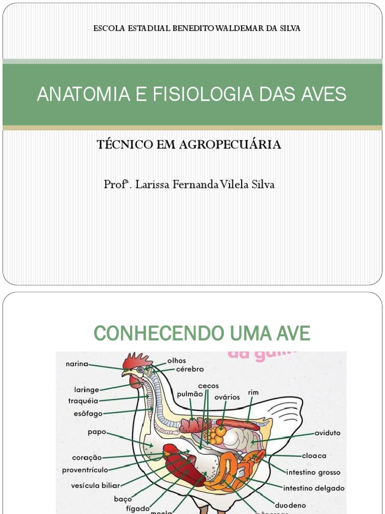 Anatomia e Fisiologia Das Aves - Aula 3 PDF | PDF