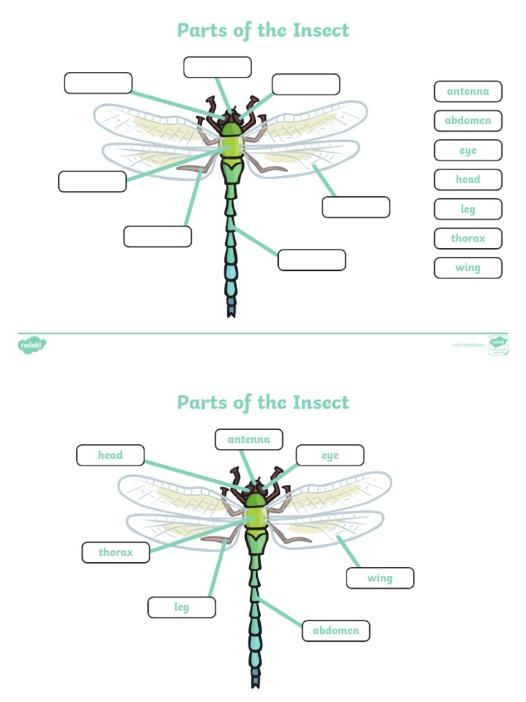 Parts of The Insect | PDF