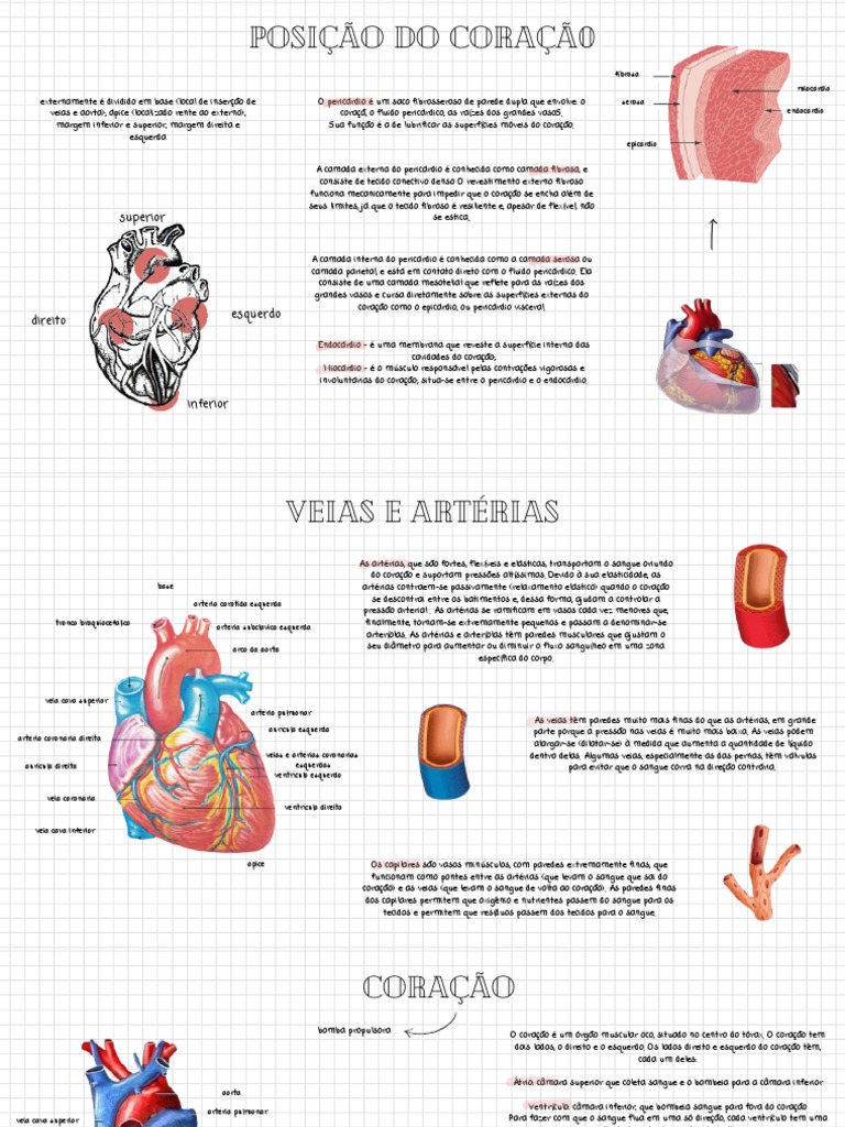 Mapa Mental Anatomia Cardíaca - 20230817 - 154123 - 0000 | PDF