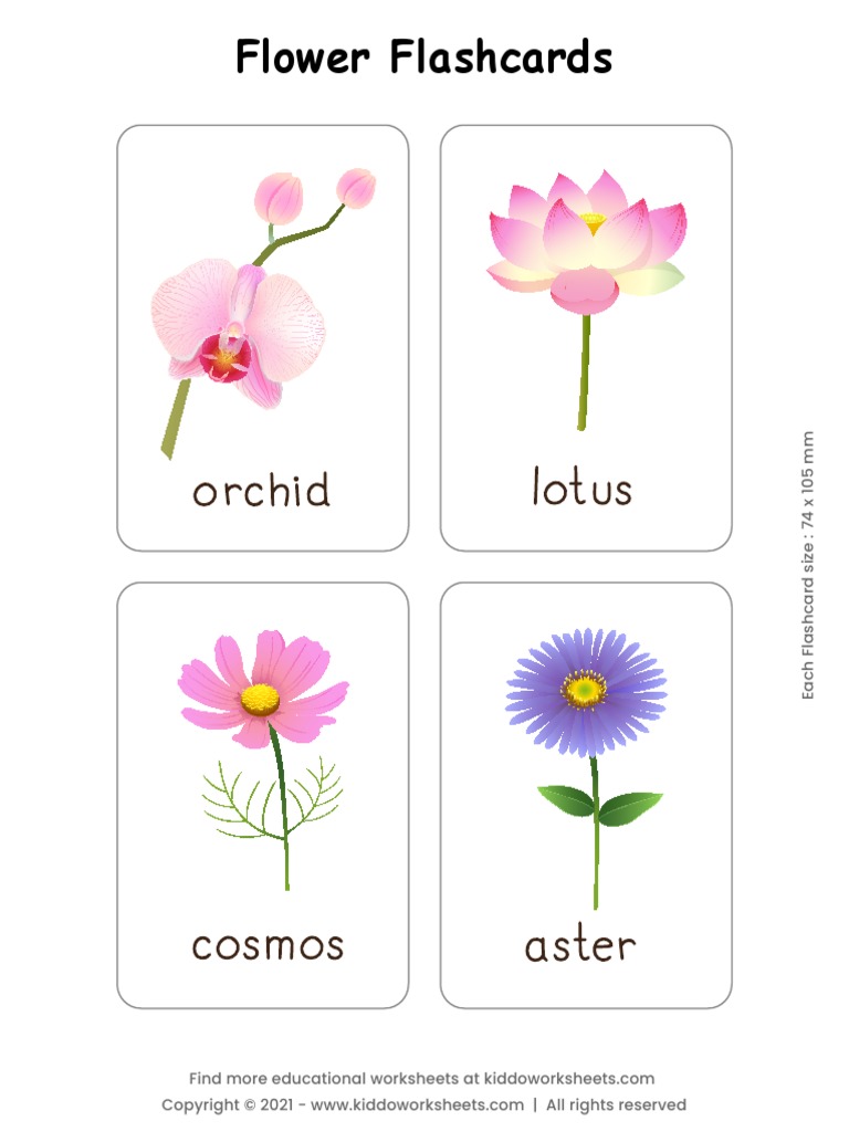 Flowers Flashcards | PDF | Home & Garden | Wellness