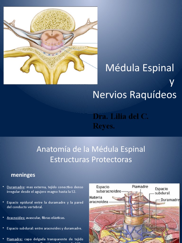 Anatomía de la Médula Espinal y Nervios | PDF | Médula espinal | Nervio