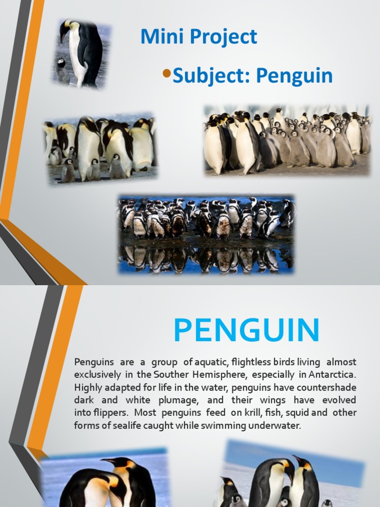 Penguin Migration and Adaptations | PDF