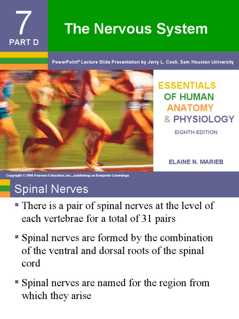 Autonomic Nervous System Power Point | PDF | Autonomic Nervous System ...