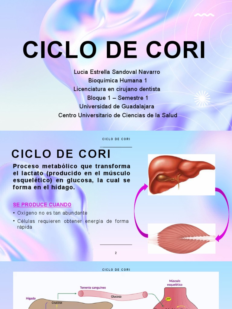 Ciclo de Cori | PDF