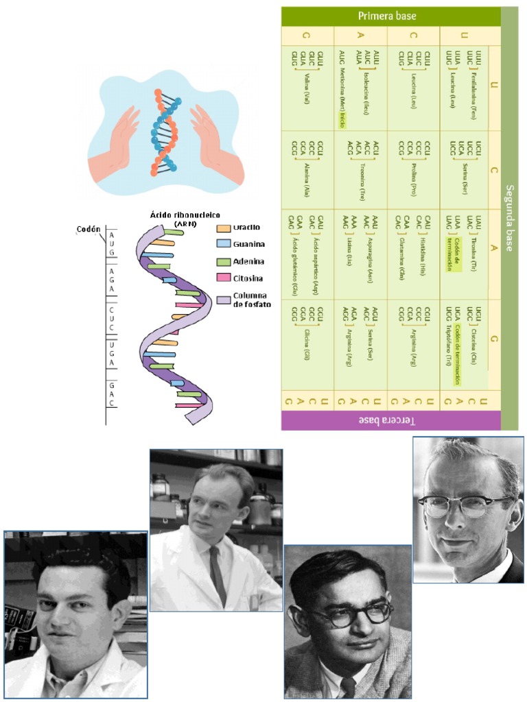 Codigo Genetico ... | PDF