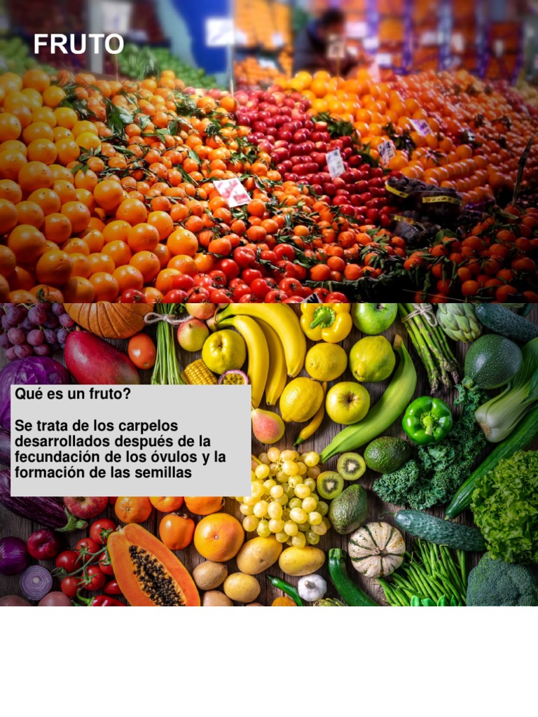 Fruto | PDF | Fruta | Morfología Vegetal