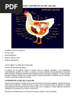 Partes de Una Gallina y Sus Funciones | PDF | Pollo | Pluma
