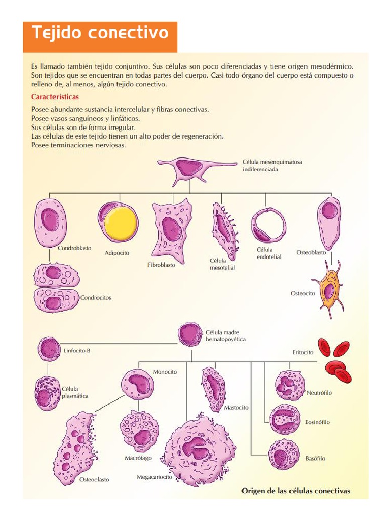 Tejido Conectivo | PDF