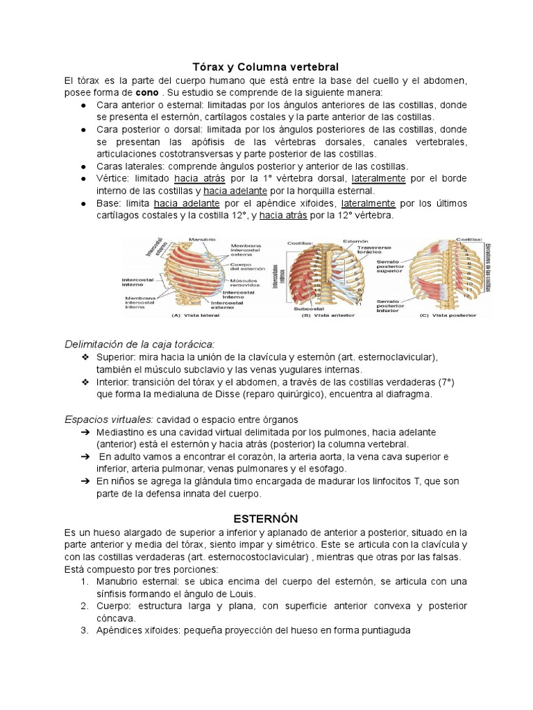 Torax | PDF | Tórax | Sistema esquelético
