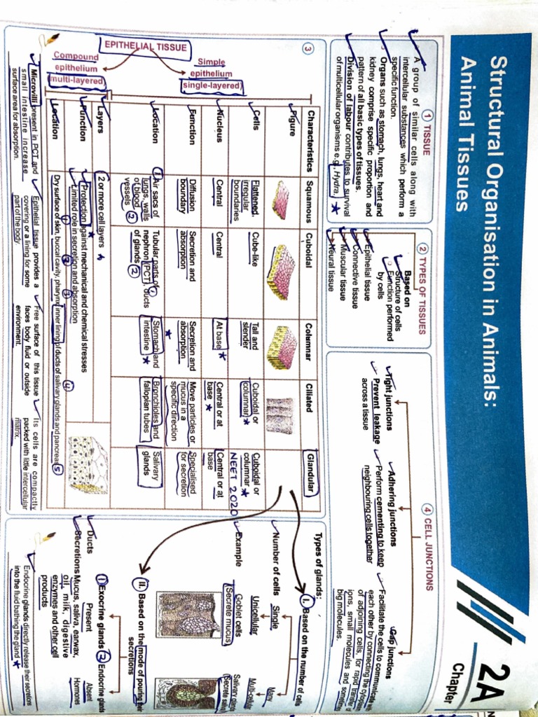 Animal TISSUE Short Notes by Om Mishra | PDF Animal TISSUE Short Notes by Om Mishra | PDF
