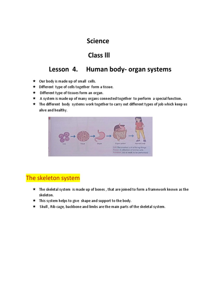 Class 3 - Science Lesson 4 Human Body Organ | PDF