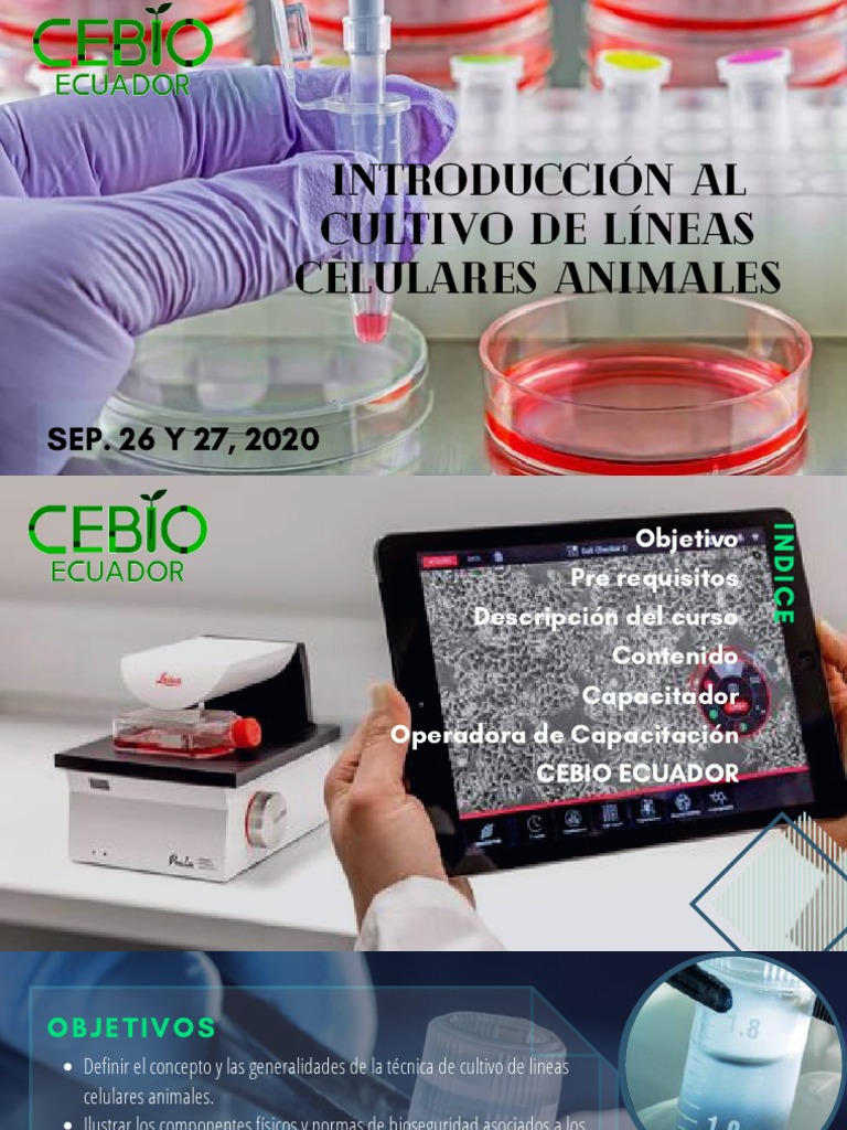 Curso Virtual Cultivo de Lineas Celulares | PDF