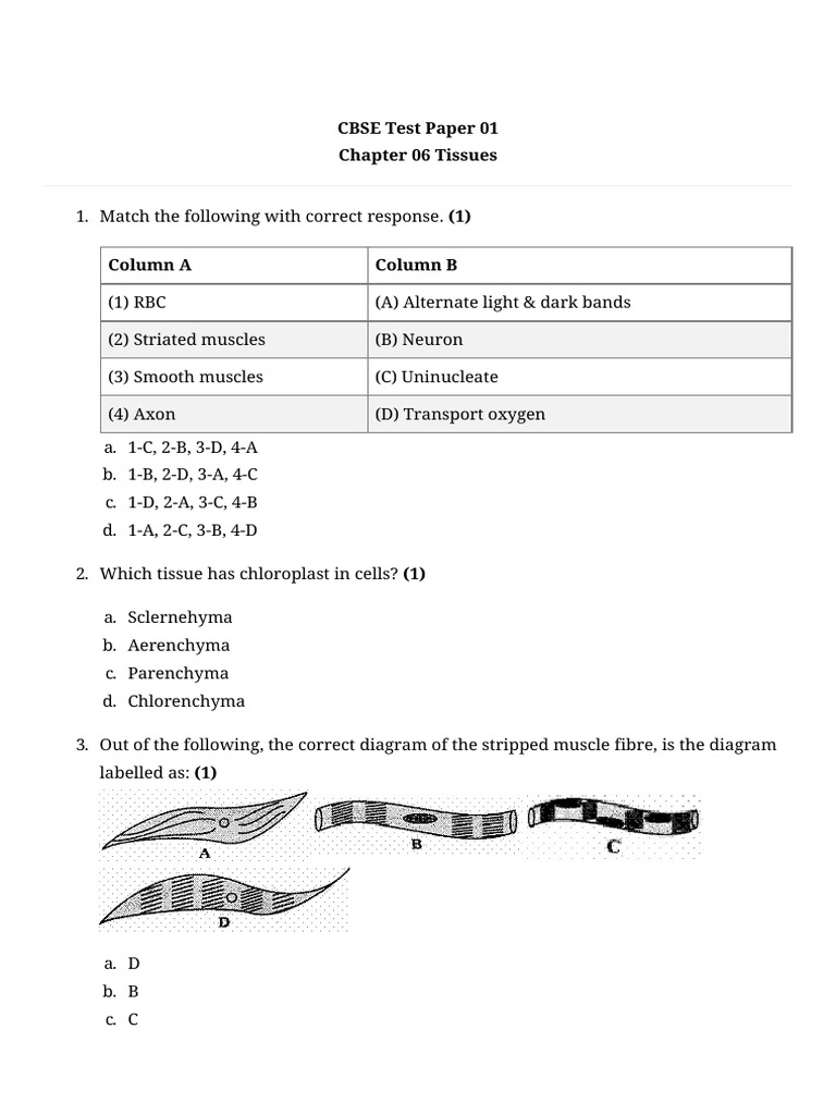 Tissues Sample Question G9 Cbse | PDF