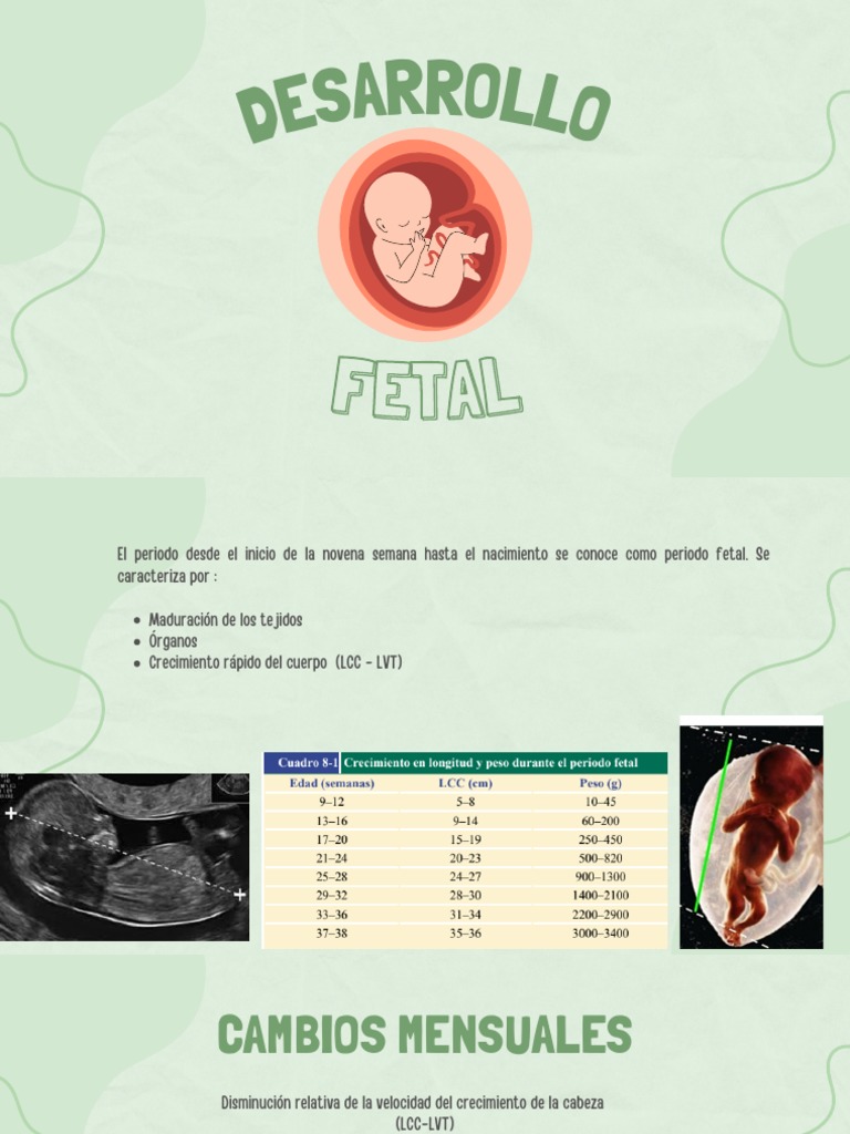 Desarrollo Fetal | PDF