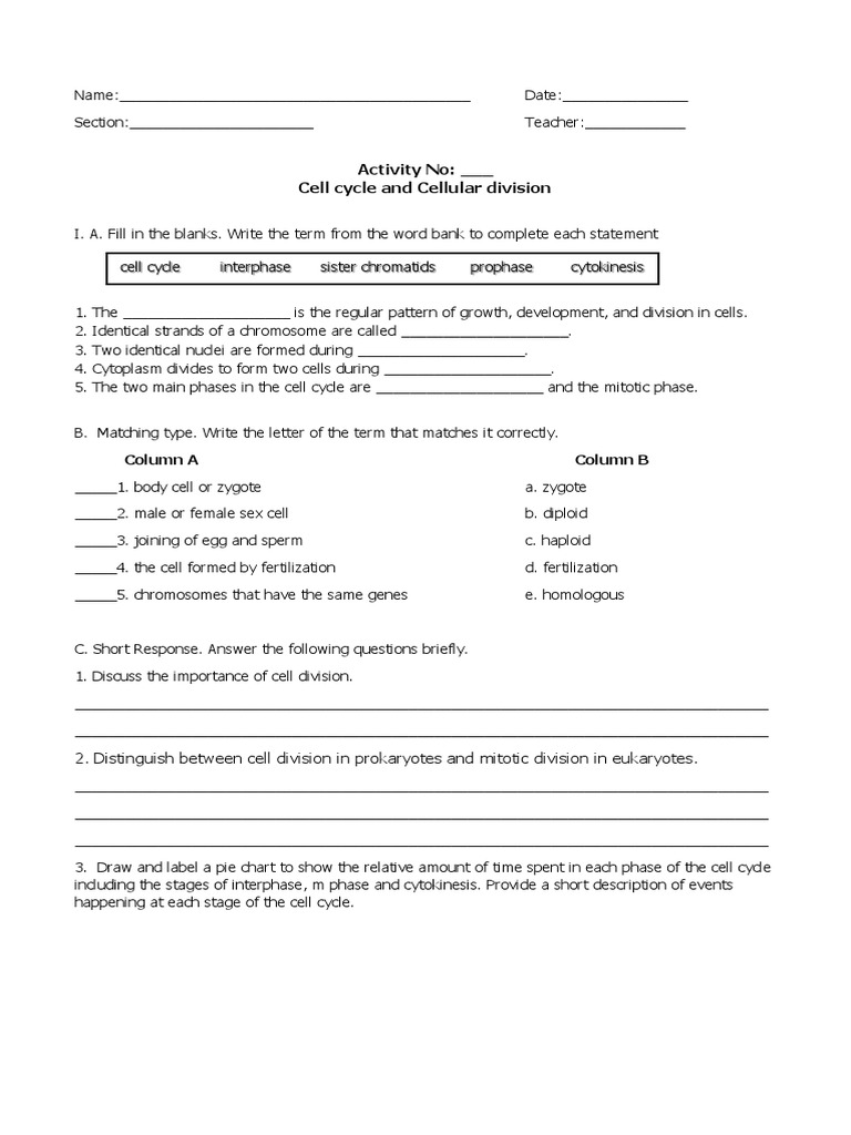 Cell Cycle and Cell Division Worksheet | PDF