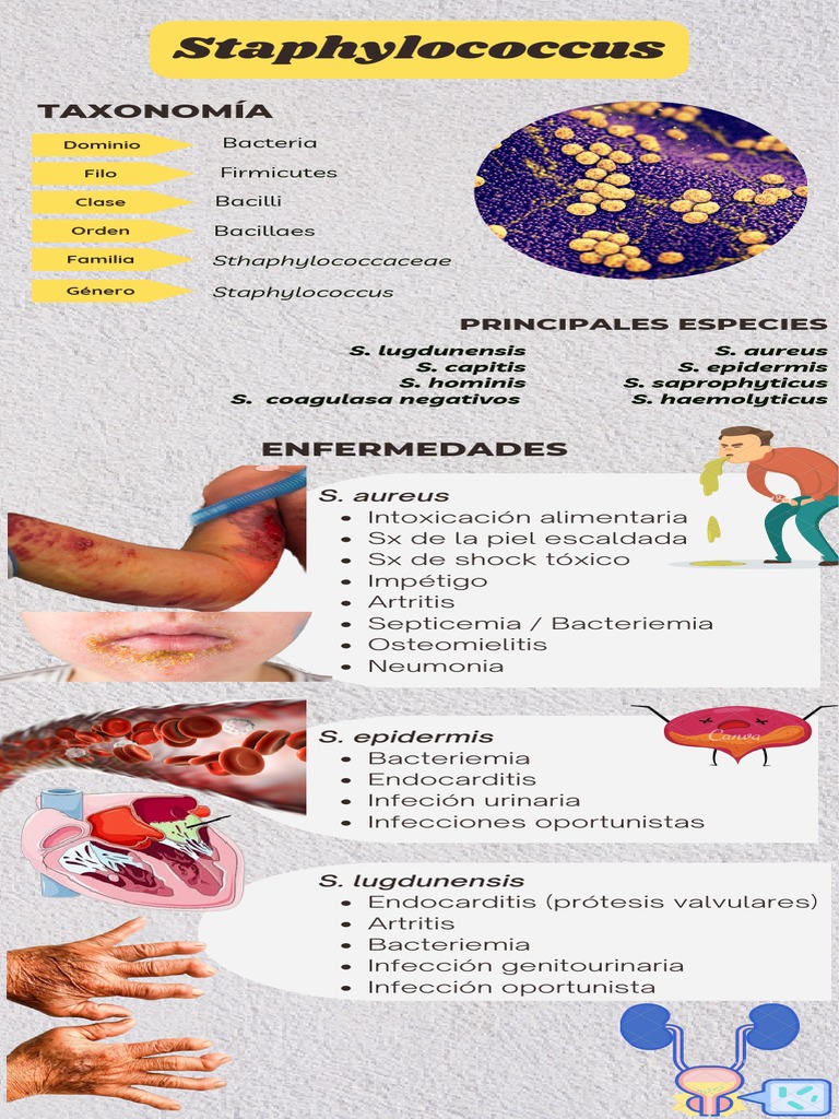Infografía Staphylococcus | PDF