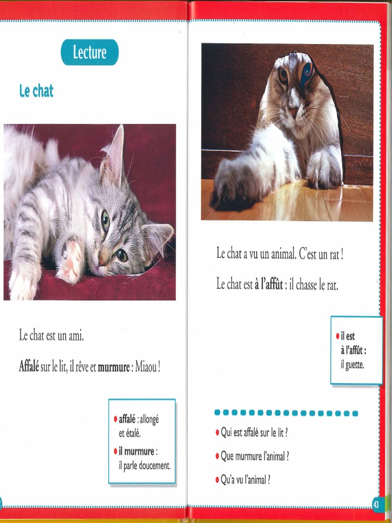 Taoki - le chat | PDF