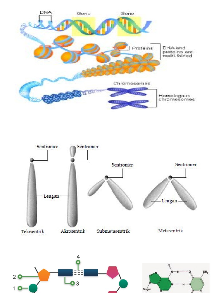 PPT SUBSTANSI GENETIKA | PDF