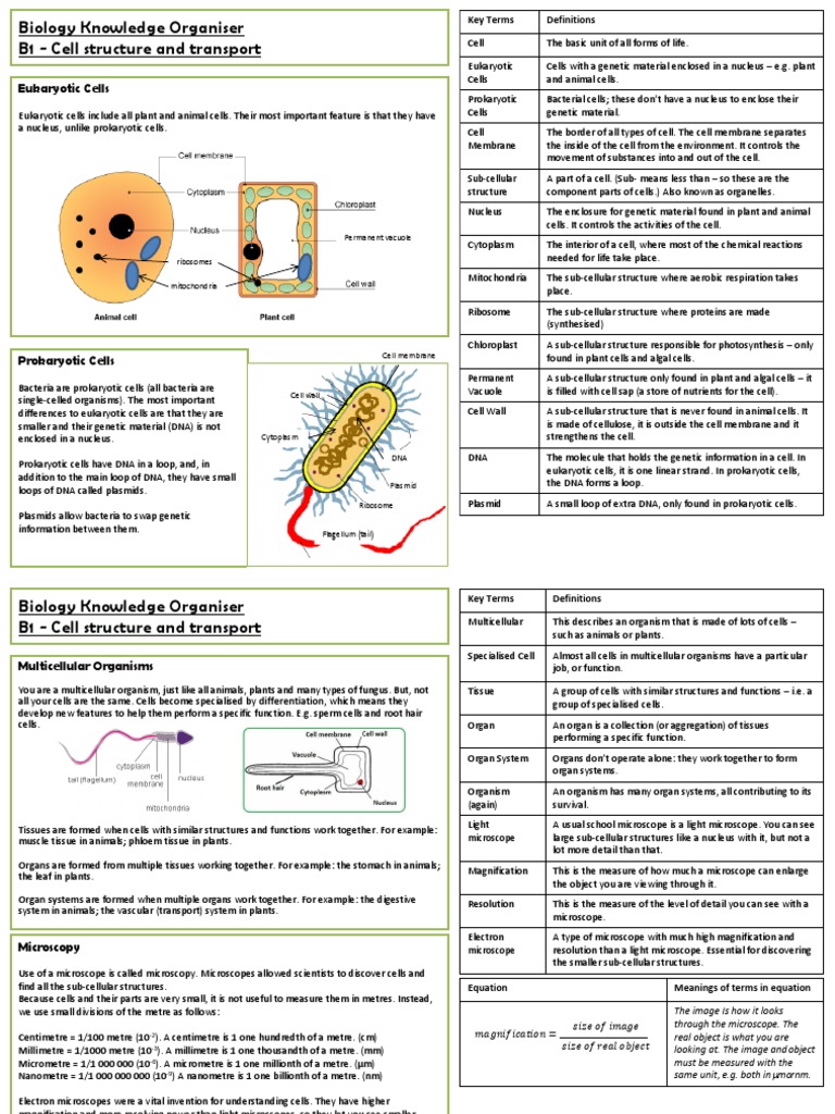 Cell Structure and Transport | PDF | Cell (Biology) | Prokaryote