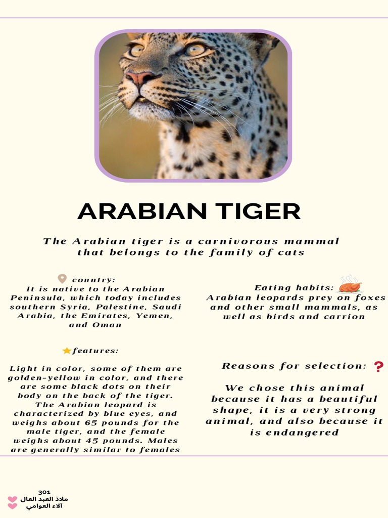 Arabian Tiger: The Arabian Tiger Is A Carnivorous Mammal That Belongs ...