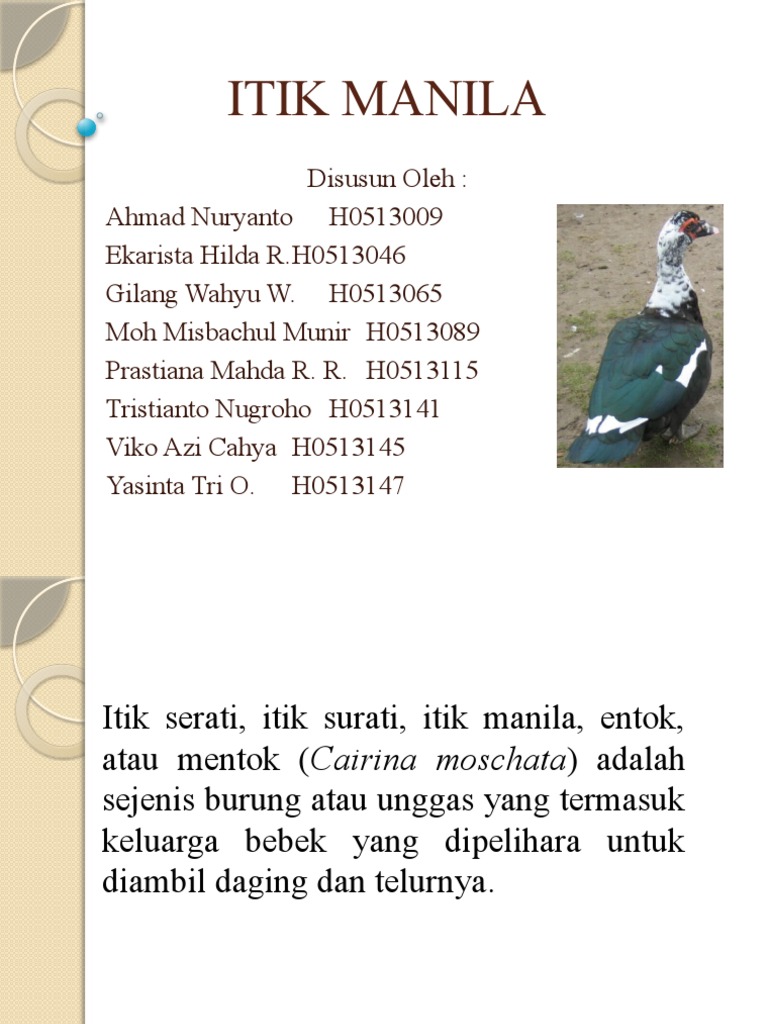 Itik Manila | PDF