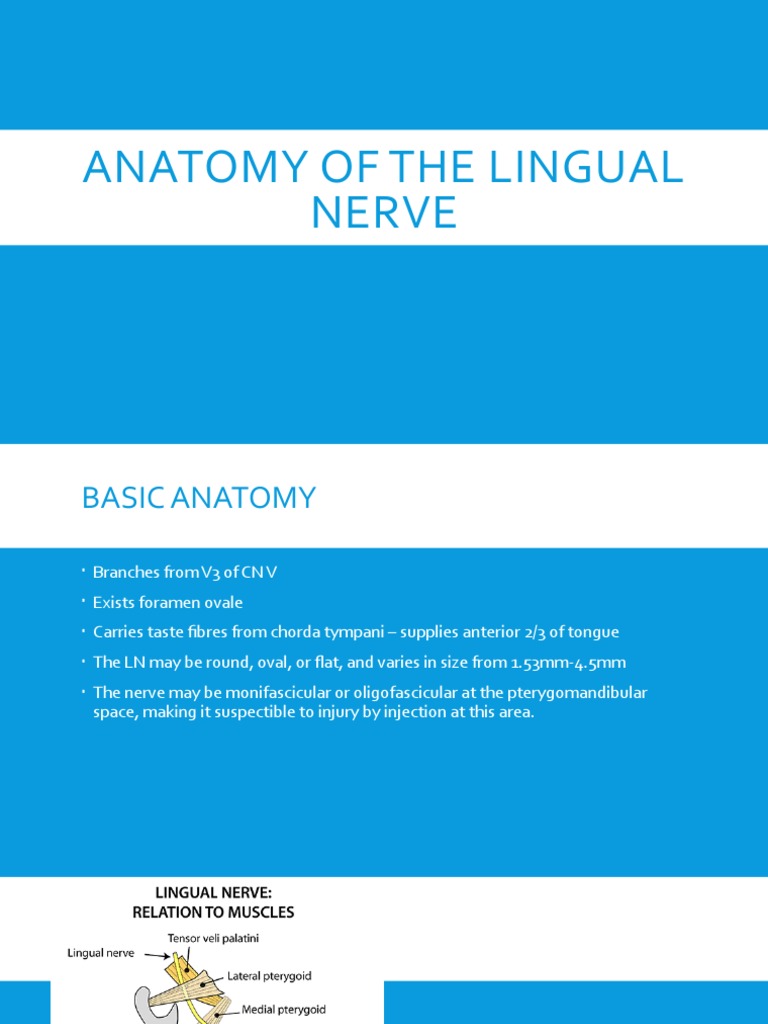 Anatomy of The Lingual Nerve | PDF